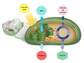 Geologia e Biologia: Obtenção de matéria pelos seres autotróficos